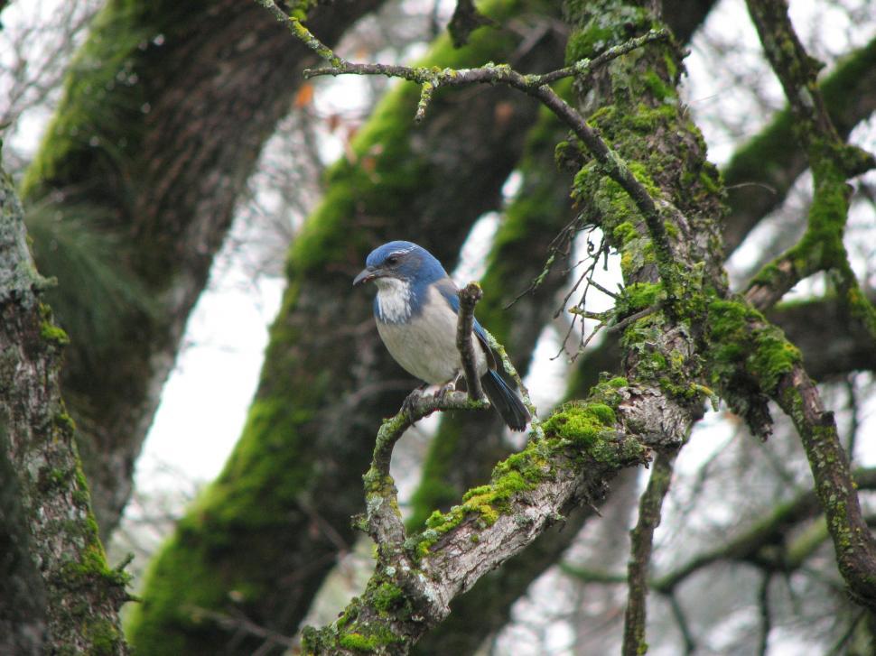 Free Stock Photo of Scrub Jay | Download Free Images and Free Illustrations
