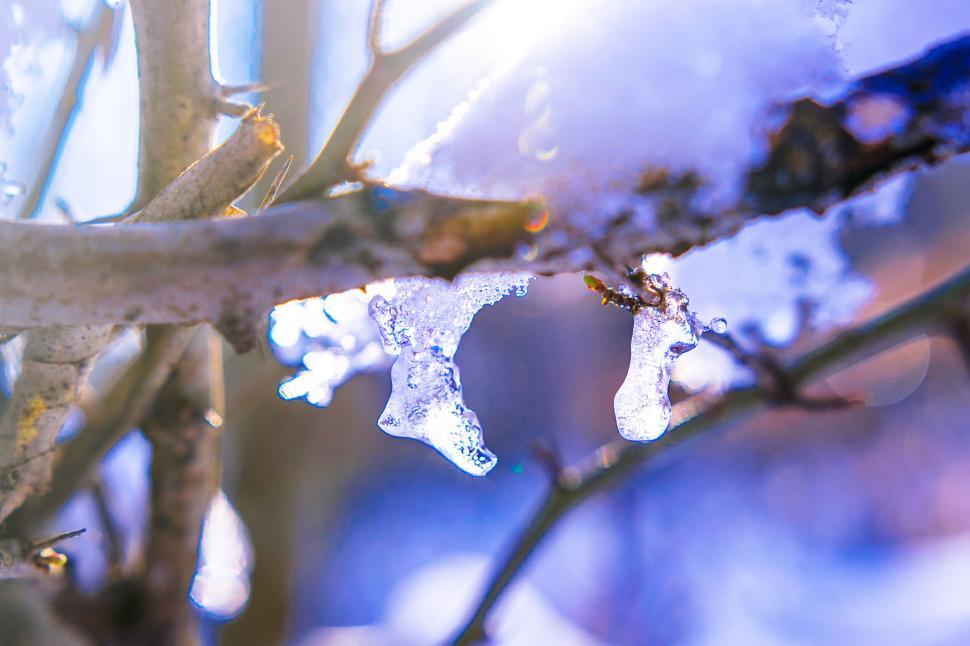 Free Stock Photo of Snow melting on branches in the sunlight during ...