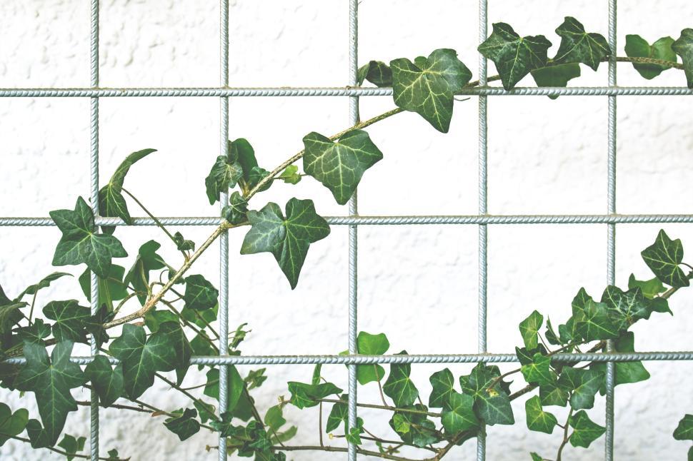 Free Stock Photo of Green ivy plant growing on a white metal grid wall ...