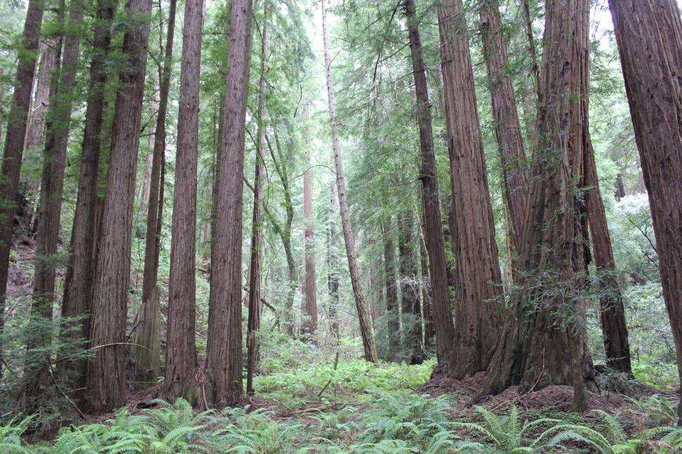 Free Stock Photo of Tall redwood trees standing in a dense, lush forest ...