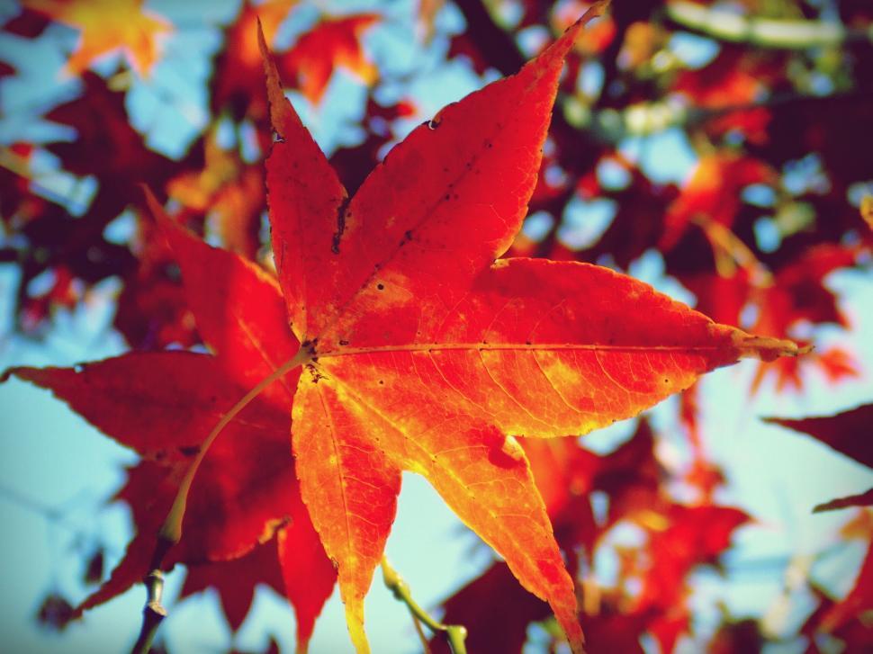 Free Stock Photo of Bright autumn leaves with vibrant colors against ...