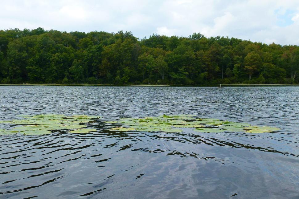 Free Stock Photo of Water Lily Pads | Download Free Images and Free ...