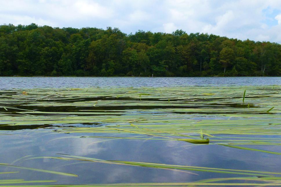 Free Stock Photo of Water Weeds | Download Free Images and Free ...