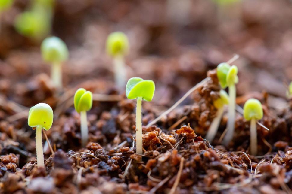 Free Stock Photo of Young green seedlings sprouting from the soil ...
