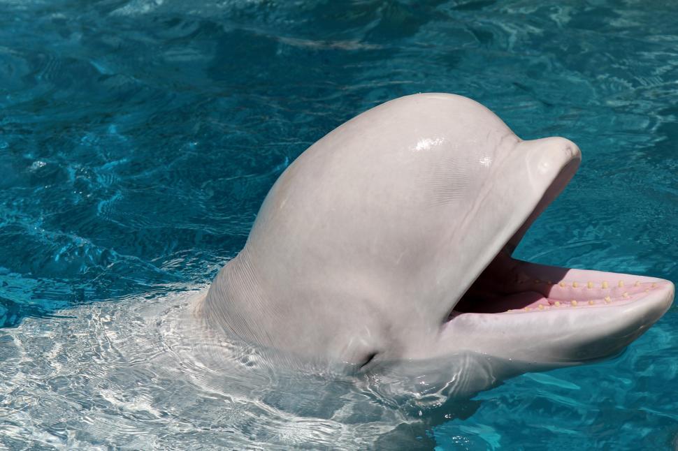 Free Stock Photo of Beluga | Download Free Images and Free Illustrations