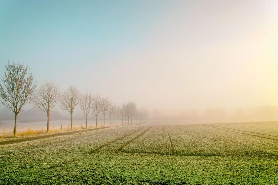 Free Stock Photo of Misty morning field with row of leafless trees ...