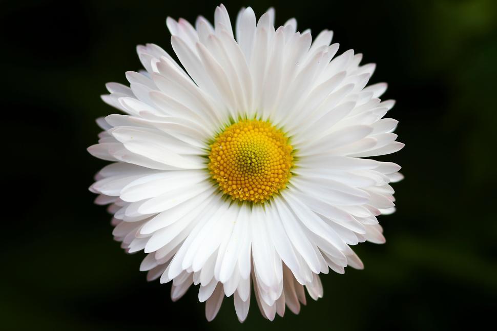 Free Stock Photo of Single white daisy in full bloom from above view ...