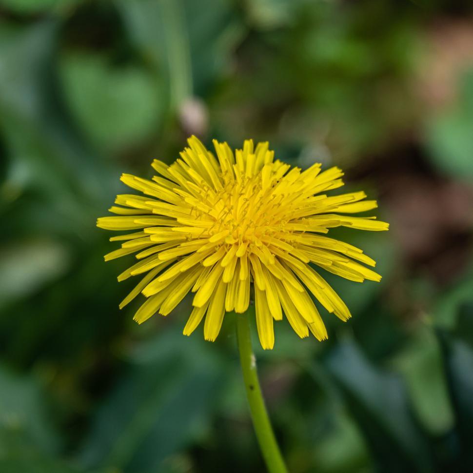 Free Stock Photo of Close-up of a bright yellow dandelion in green ...