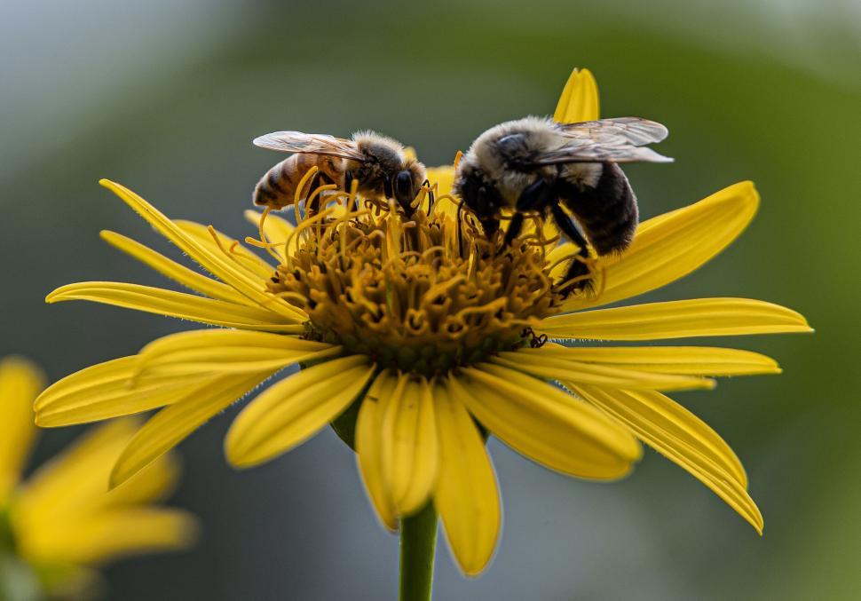 Free Stock Photo of Two bees on vibrant yellow flower in close-up view ...