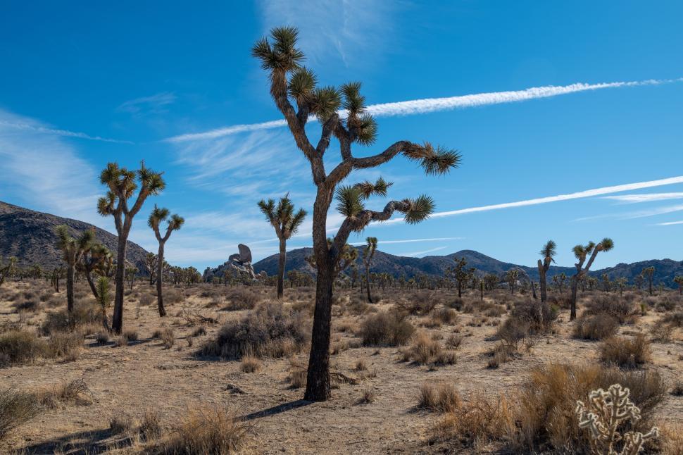 Free Stock Photo of Joshua trees under clear blue sky in desert ...