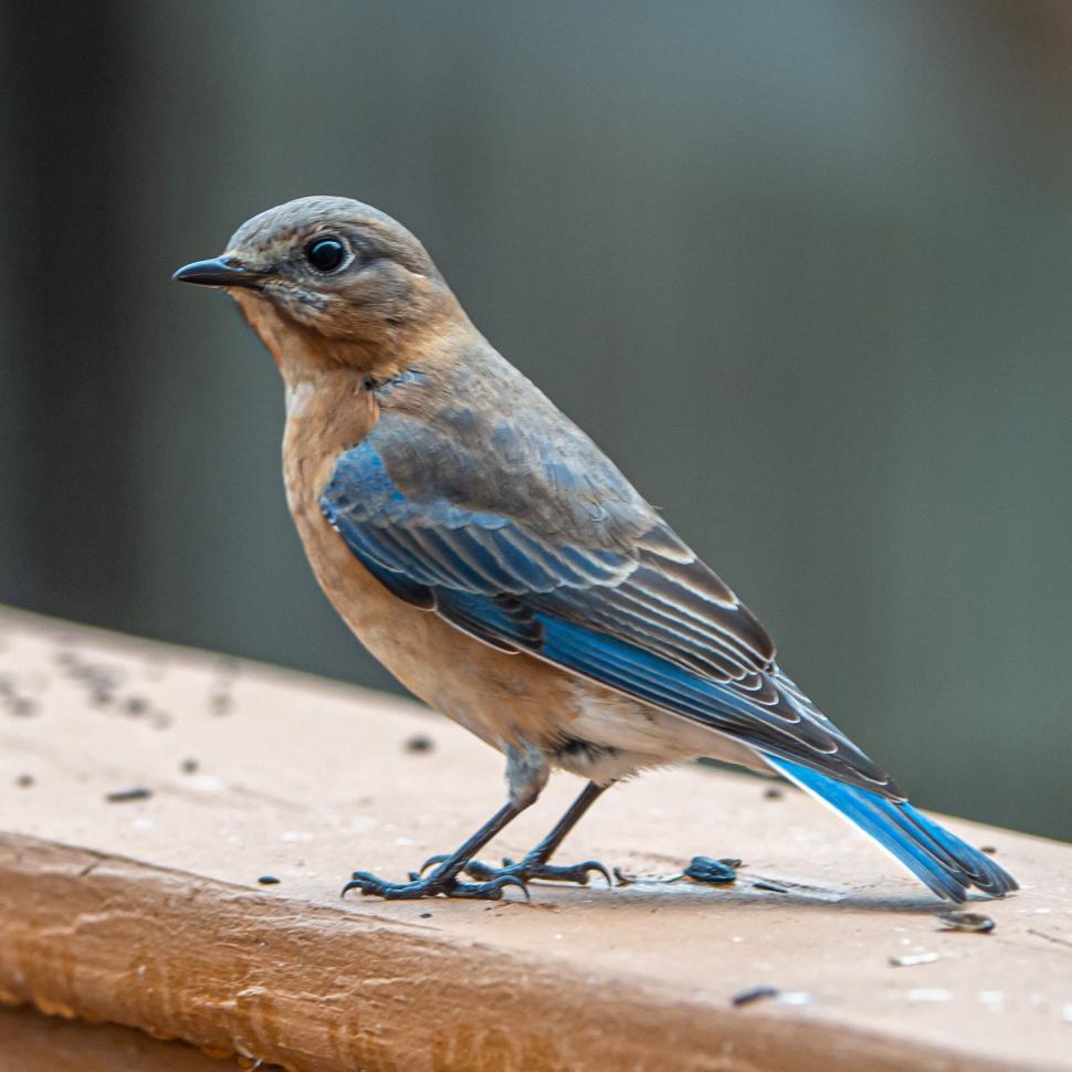 Free Stock Photo of Small bird with blue feathers perching on wooden ...