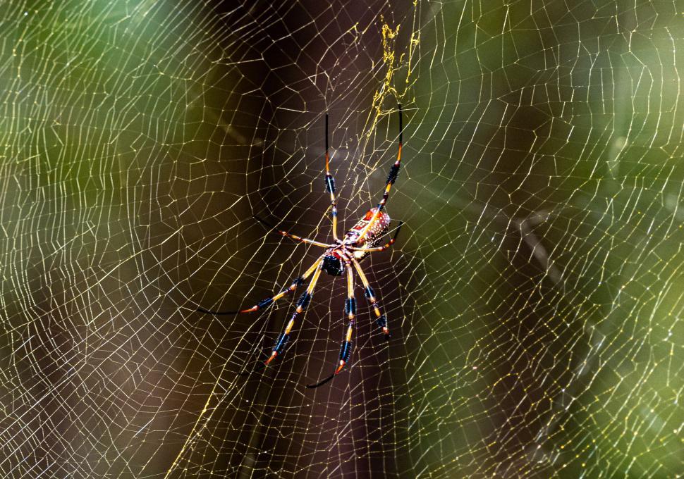 Free Stock Photo of Colorful spider in intricate web on a blurred ...