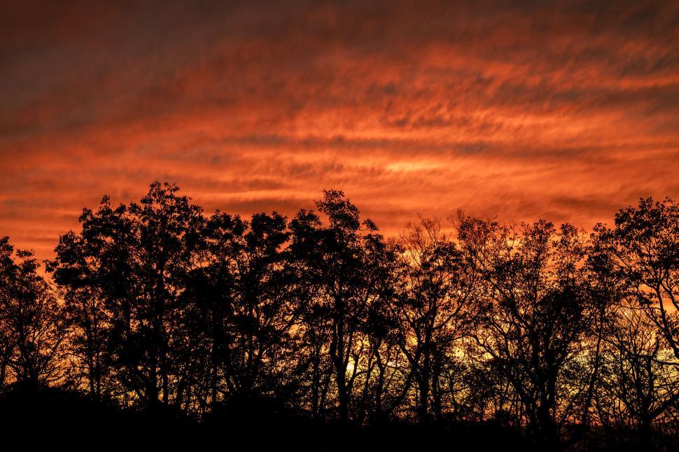 Free Stock Photo of Fiery orange sunset sky silhouetting trees in ...
