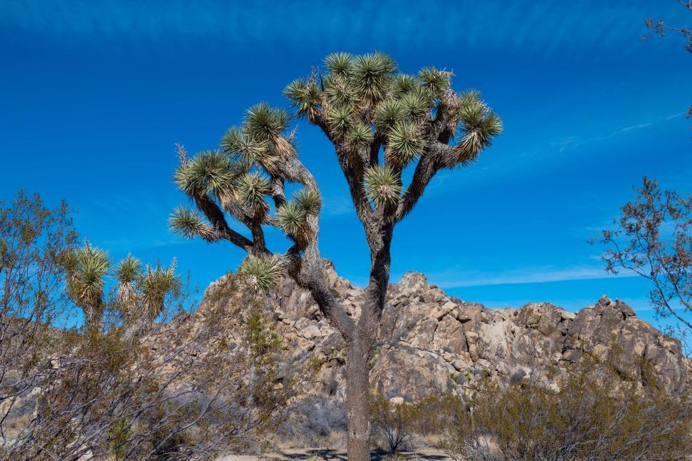 Free Stock Photo of Unique Joshua tree under clear blue sky in desert ...