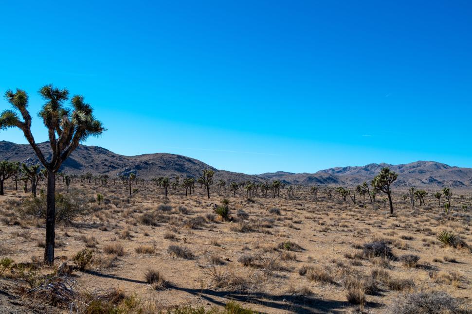 Free Stock Photo of Wide desert landscape with Joshua trees and ...
