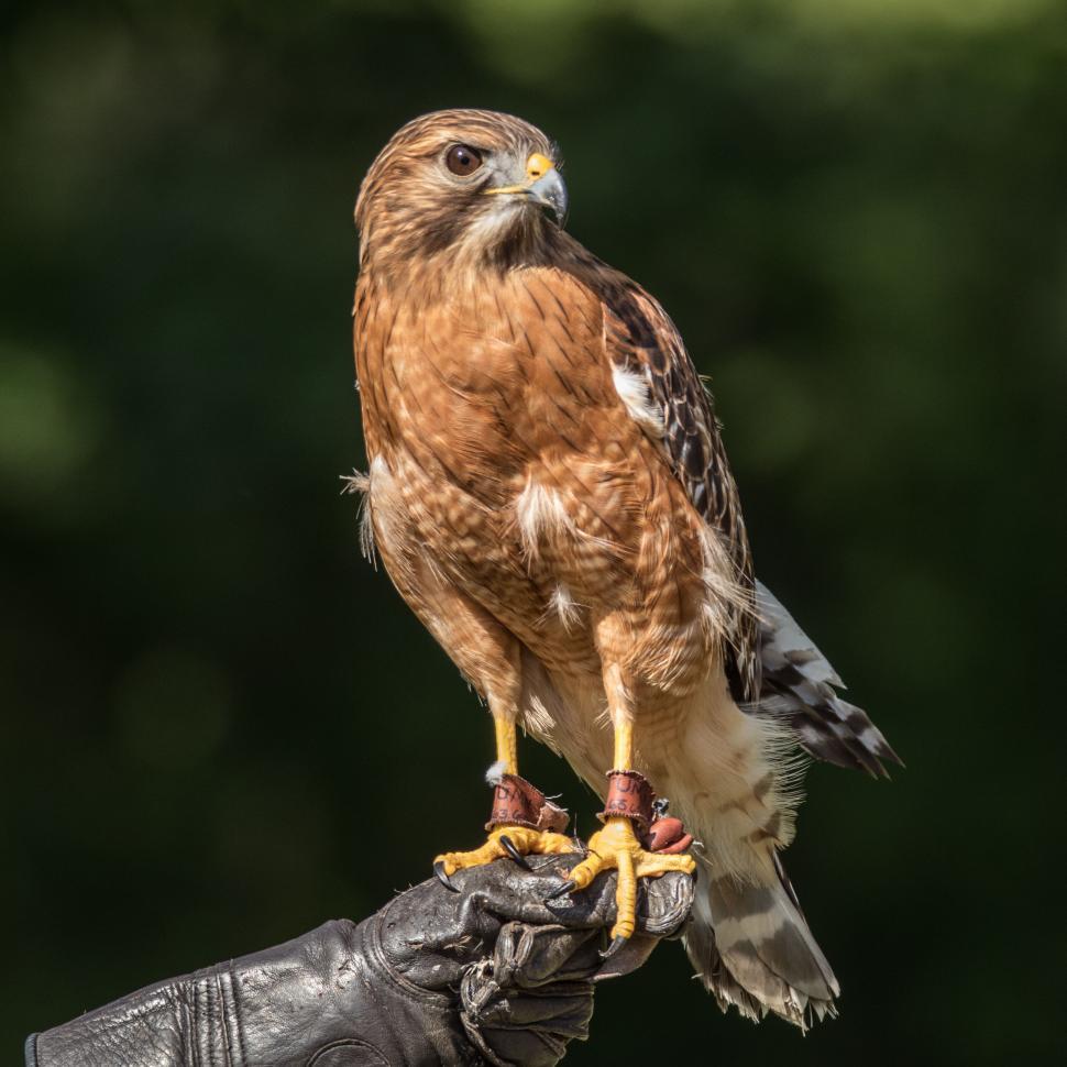 Free Stock Photo of Red-tailed hawk perched on a handler s gloved hand ...