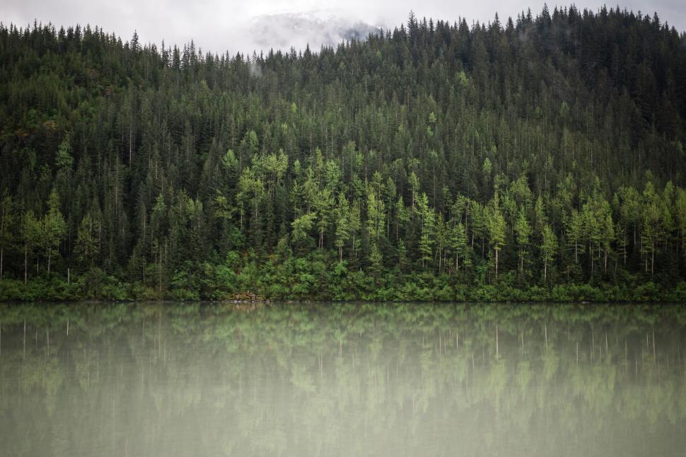 Free Stock Photo of A serene reflection of dense forest on a calm lake ...