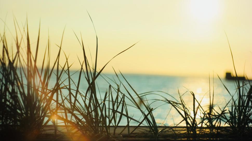Free Stock Photo of Sunrise over the ocean with grass in the foreground ...