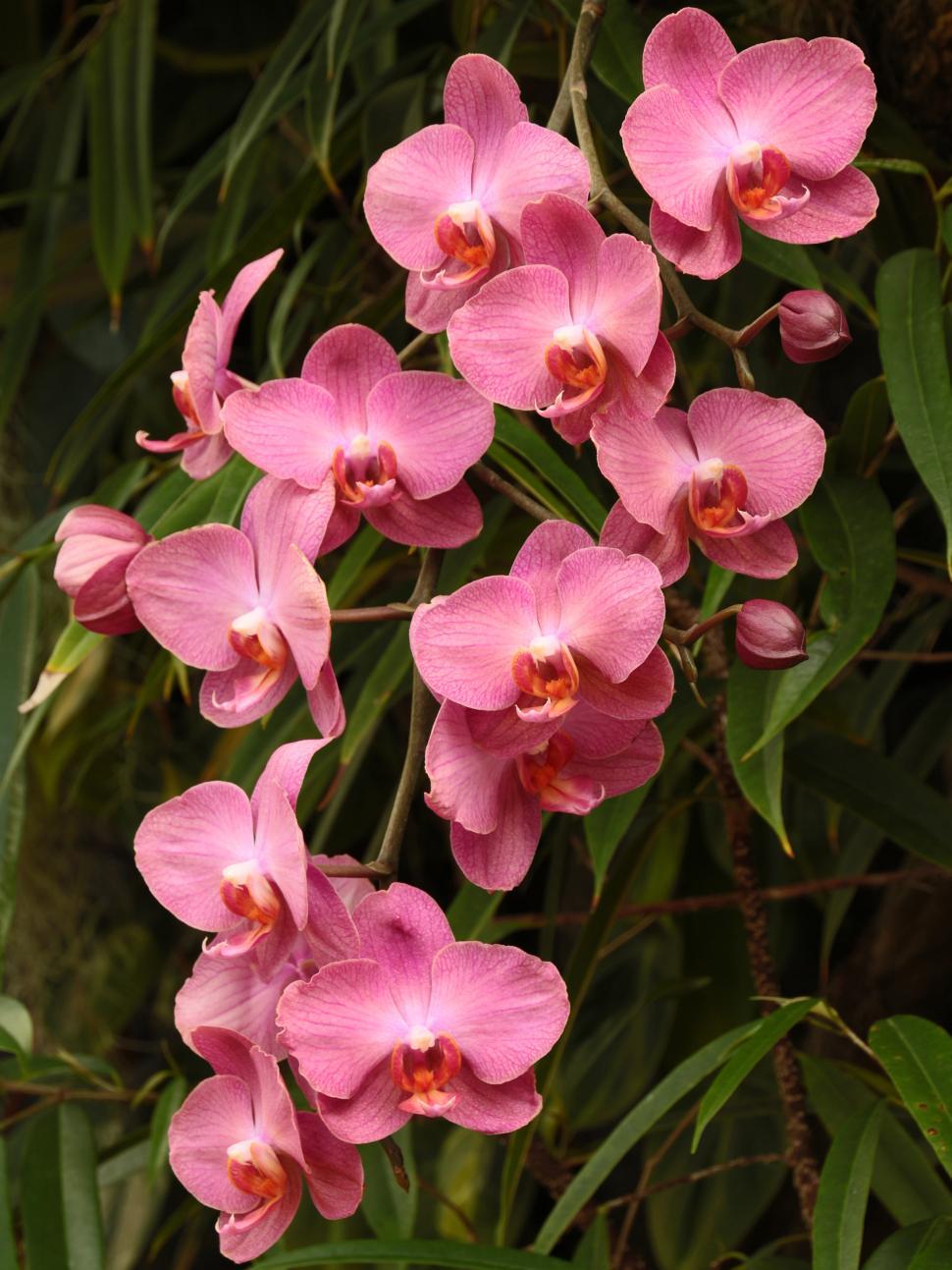 Free Stock Photo of Pink Orchid Flowers Bloom Cluster | Download Free ...