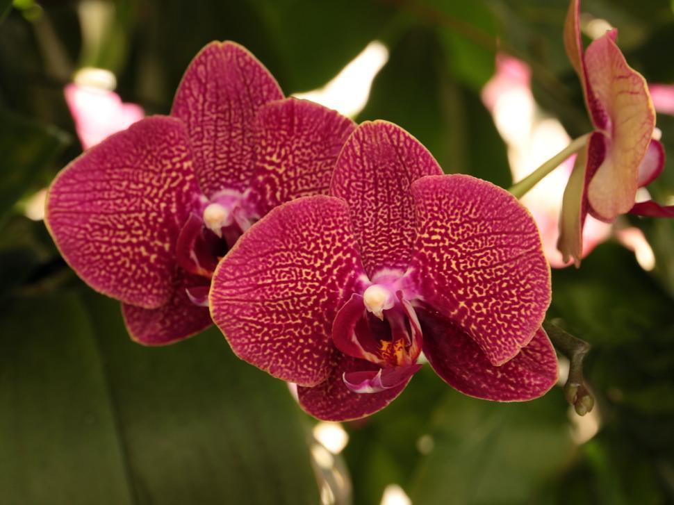 Free Stock Photo of Moth Orchid Red Flowers | Download Free Images and ...