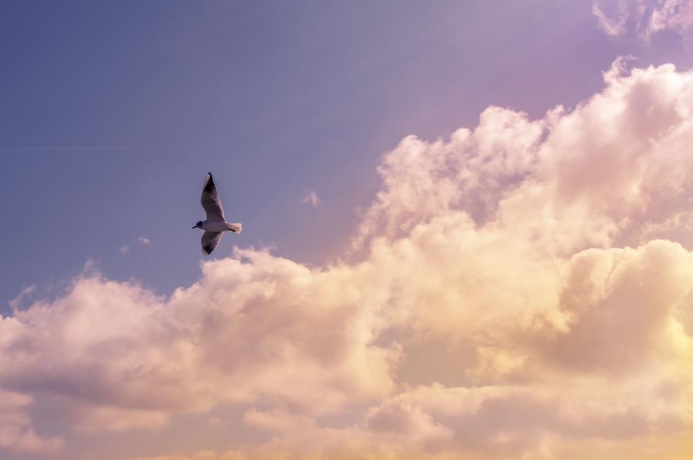 Free Stock Photo of Bird soaring through colorful sky at sunset with ...