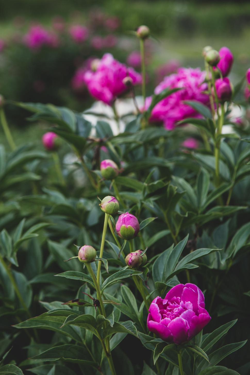 Free Stock Photo of Vibrant blooming pink peonies in a lush, green ...