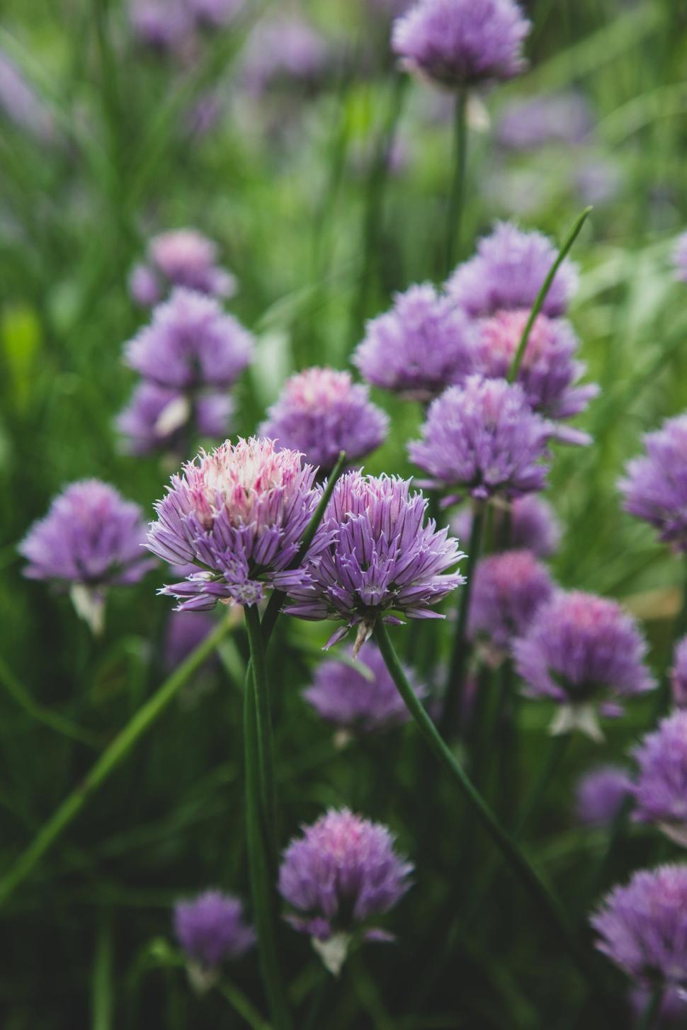 Free Stock Photo of Group of purple chive flowers in full bloom in ...