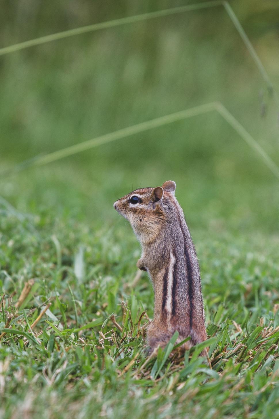 Free Stock Photo of Chipmunk standing alert in green grass, side view ...