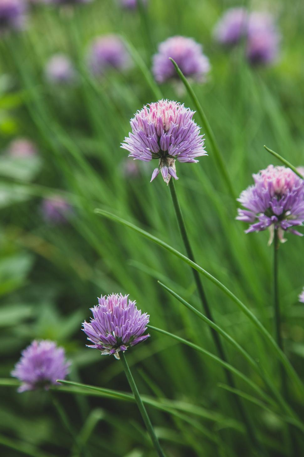 Free Stock Photo of Purple chive flowers with tall green stems, close ...