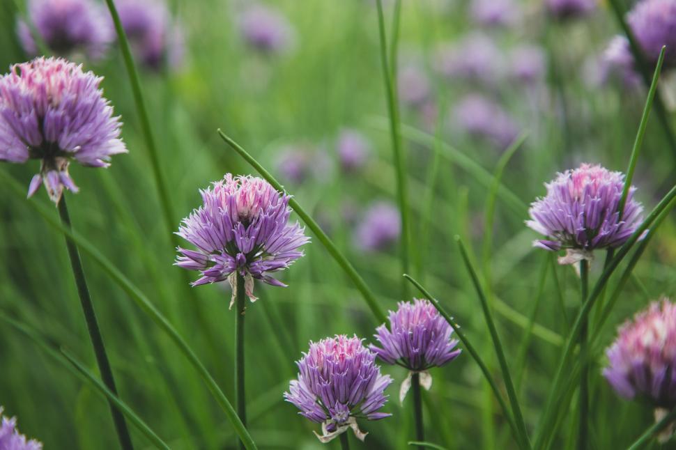 Free Stock Photo of Purple flowers with long green stems in a garden ...