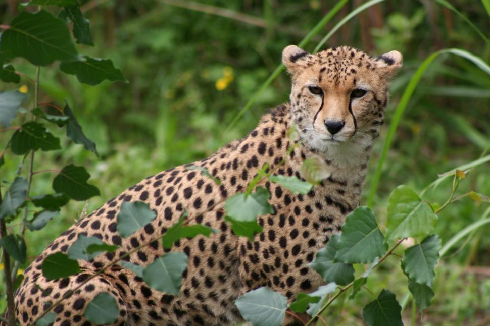 Free Stock Photo of CHEETAH | Download Free Images and Free Illustrations