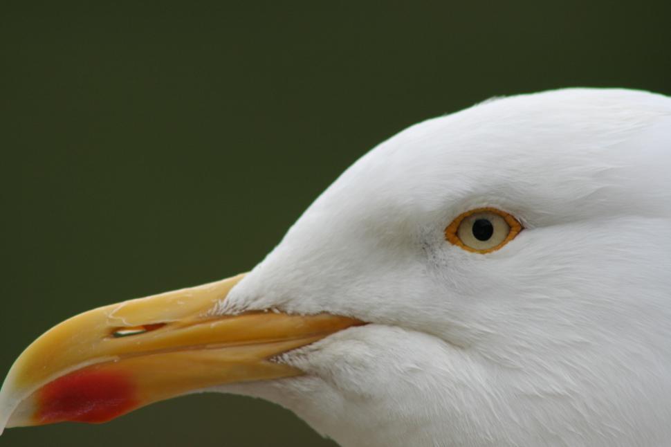 Free Stock Photo of GULL HEAD | Download Free Images and Free Illustrations