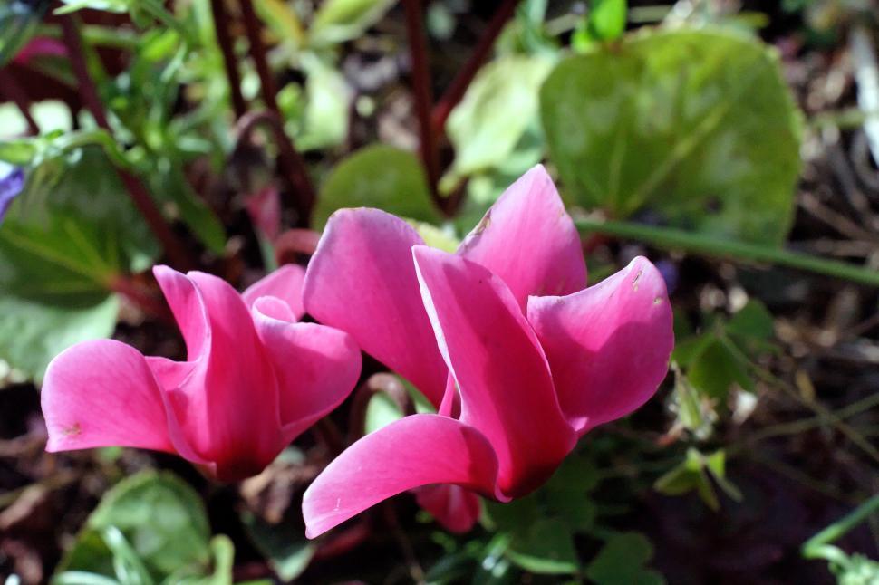 Free Stock Photo of Small flower | Download Free Images and Free ...