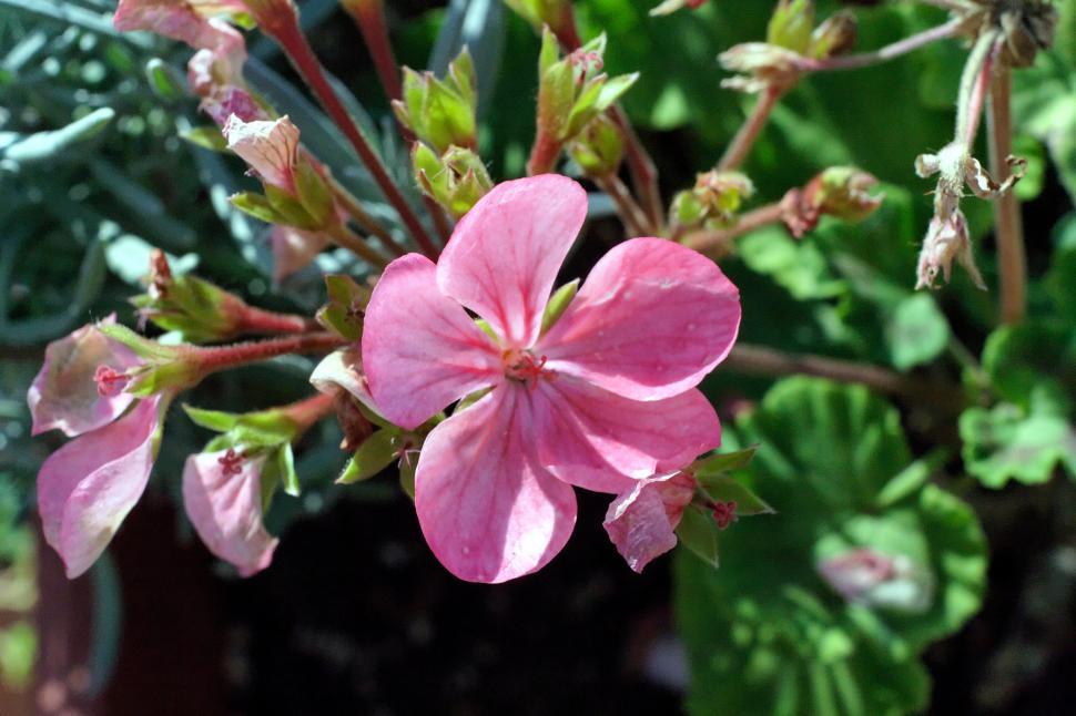 Free Stock Photo of Small flower | Download Free Images and Free ...
