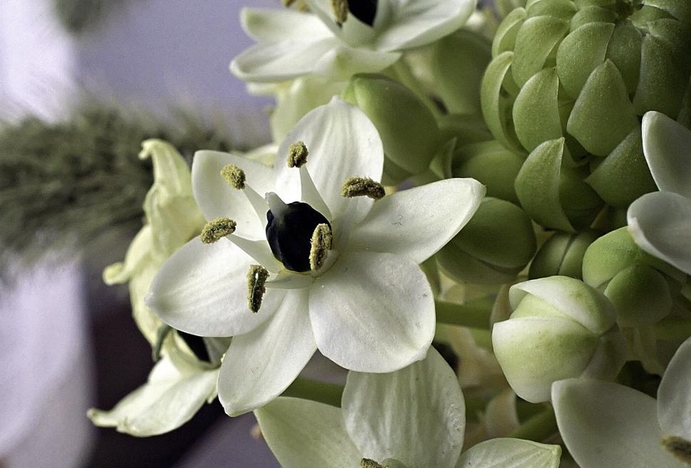 Free Stock Photo of Small flower | Download Free Images and Free ...