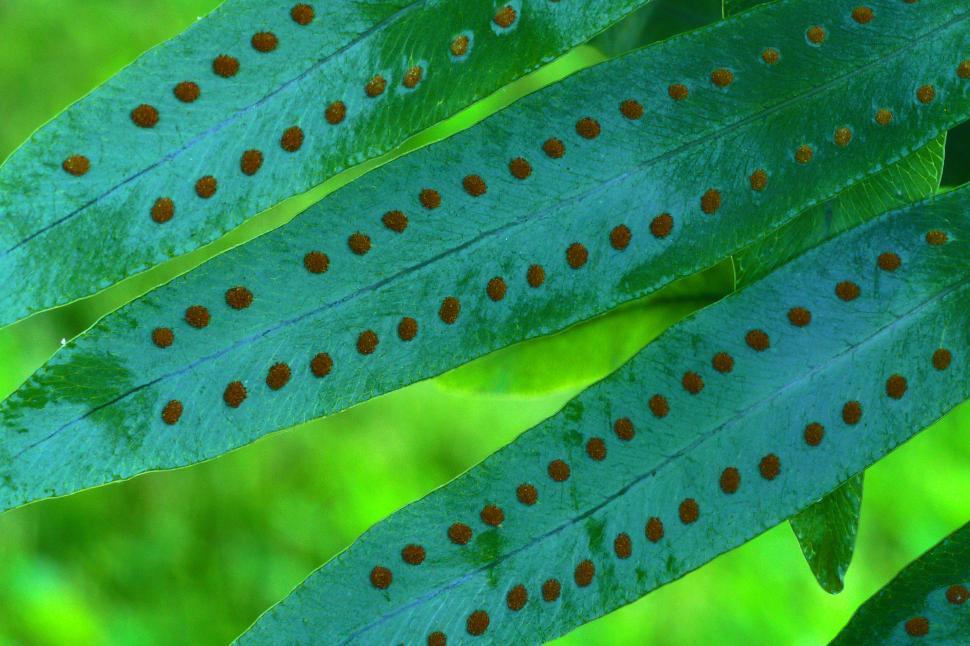 Free Stock Photo of Spores Closeup Fern Leaf | Download Free Images and ...