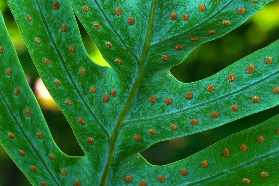 Ferns Plant Spores