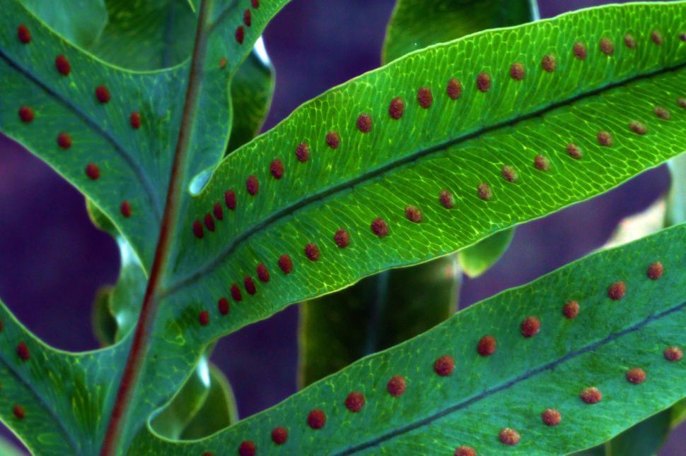 Free Stock Photo of Spores Closeup Fern Leaf | Download Free Images and ...