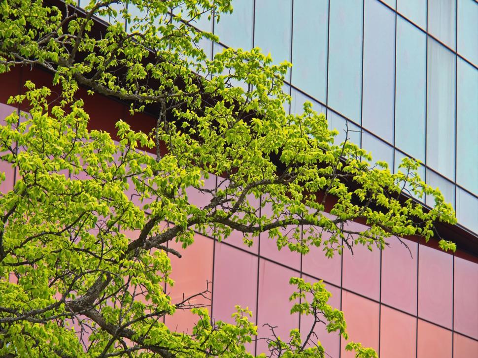 Free Stock Photo of Green leaves tree branches in front of glass ...