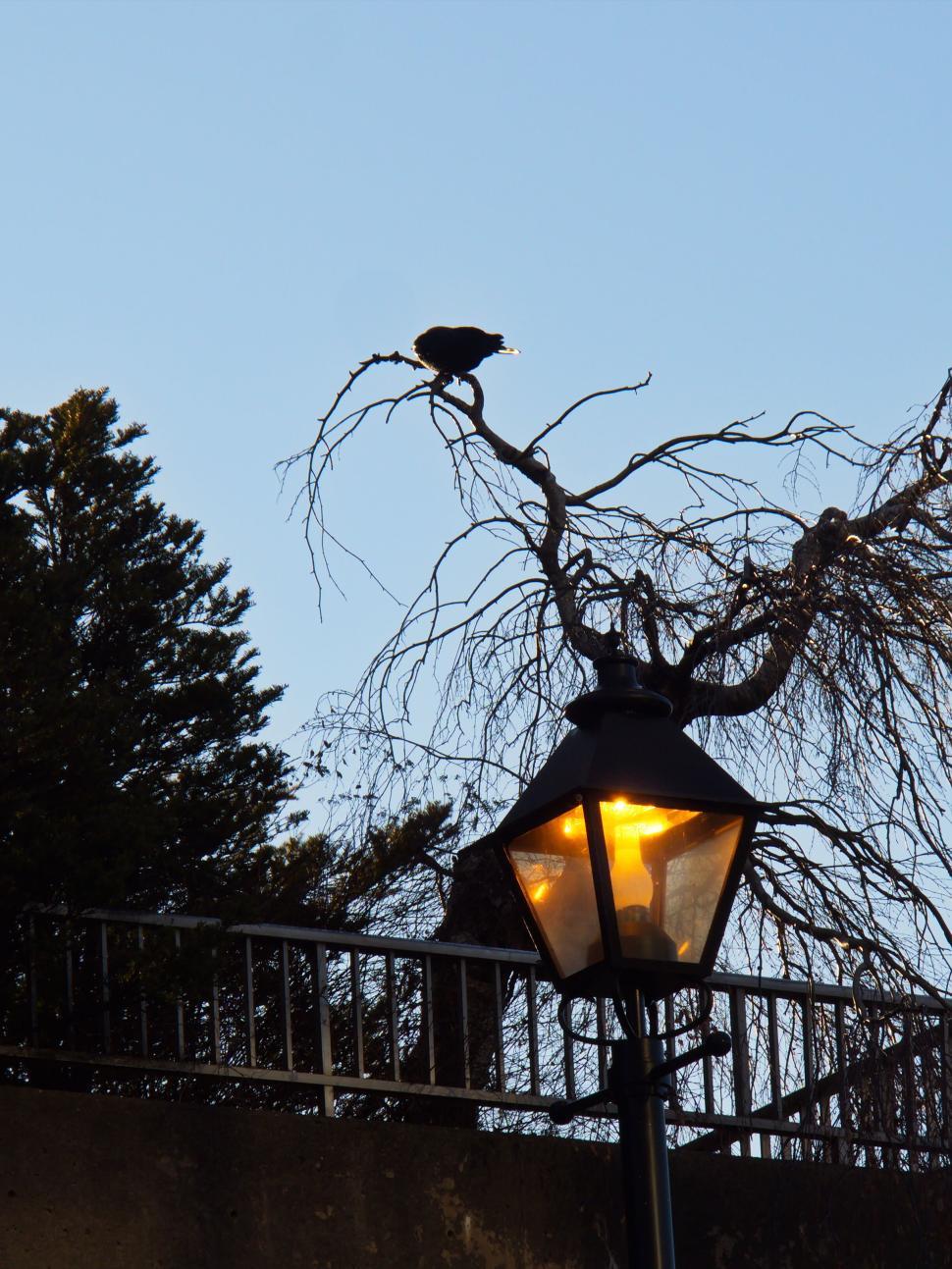 Free Stock Photo of Bird perched on a branch above a lit street lamp ...