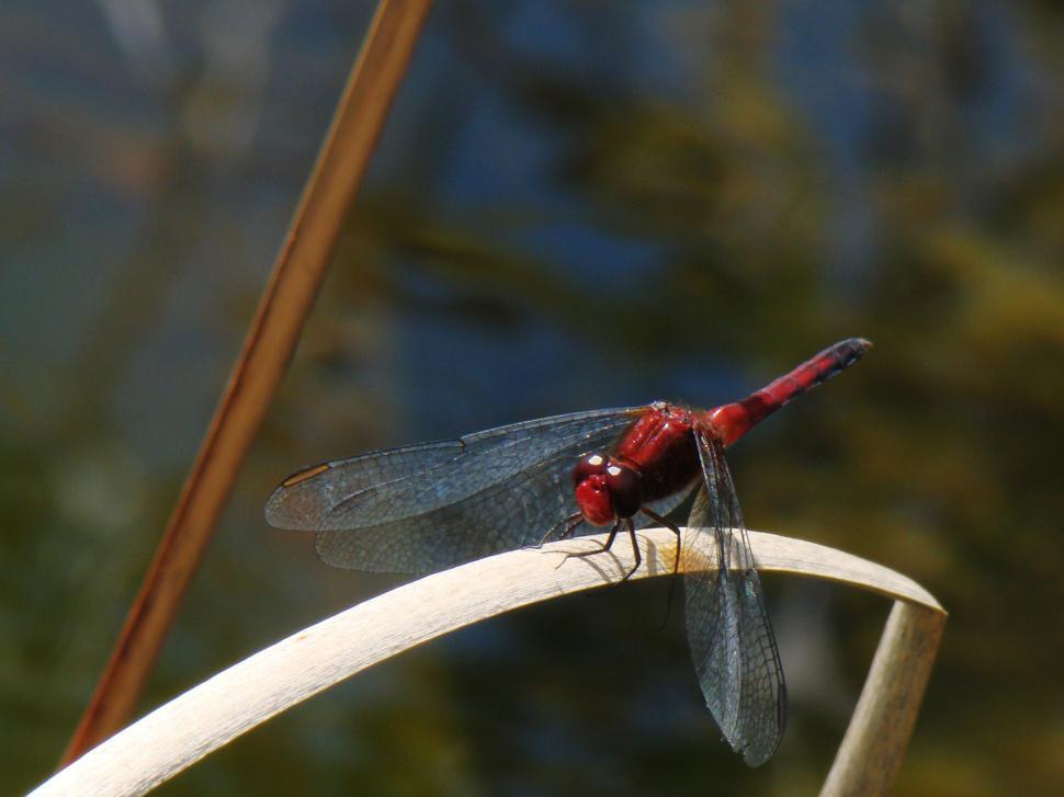 Free Stock Photo of Red dragonfly | Download Free Images and Free ...
