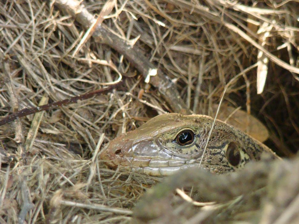 Free Stock Photo of Lizard head | Download Free Images and Free ...