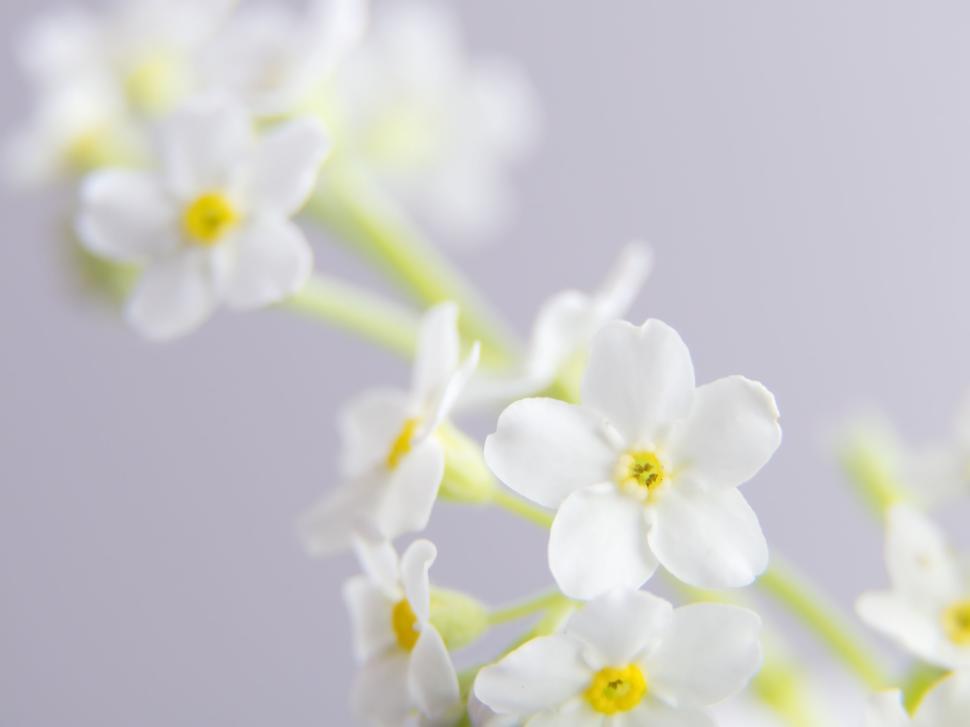 Free Stock Photo of Close-up of delicate white flowers against a light ...