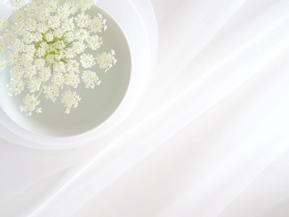 Free Stock Photo of Delicate white flowers on a white backdrop in a ...