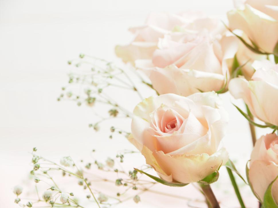 Free Stock Photo of Soft pink roses among delicate white flowers in ...