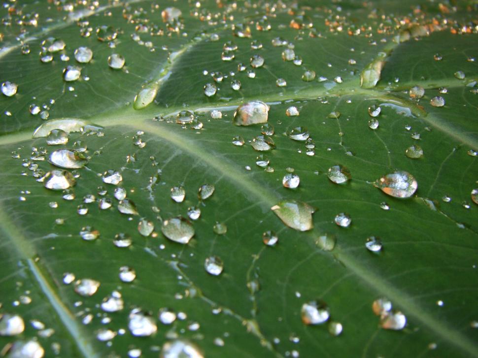 Free Stock Photo of Dew | Download Free Images and Free Illustrations