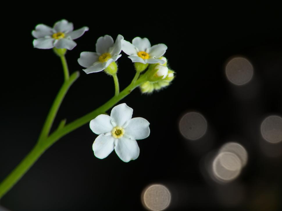 Free Stock Photo of Delicate white flowers against a contrasting black ...