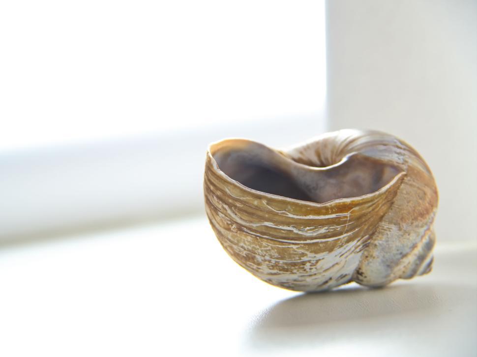 Free Stock Photo of Empty snail shell reflecting light on plain surface ...