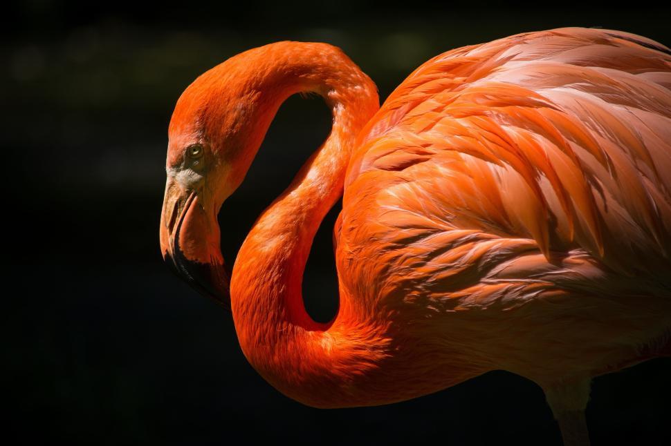 Free Stock Photo of Close-up of an orange flamingo highlighted by dark ...