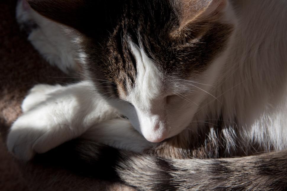 Free Stock Photo of Fuzzy Cat | Download Free Images and Free Illustrations